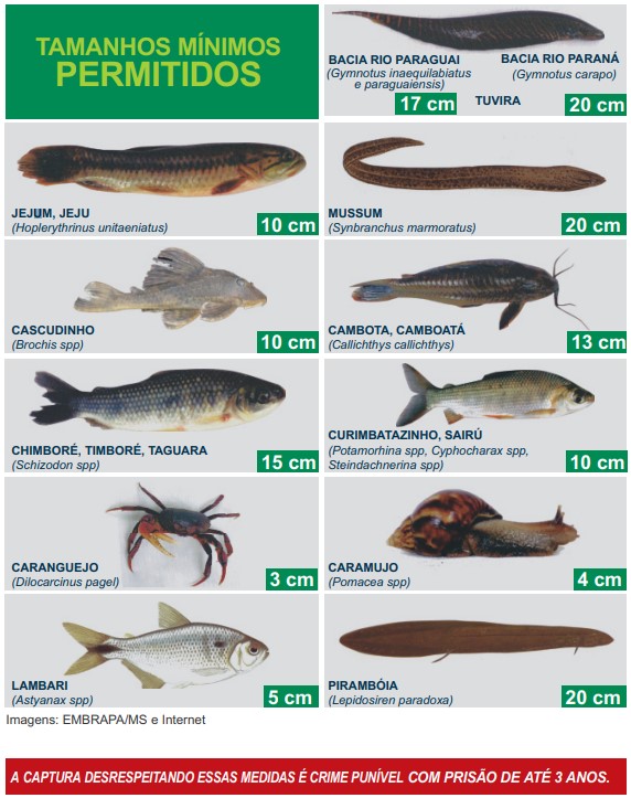 Pesca está liberada com limite de tamanho de peixe e restrição de rios ...